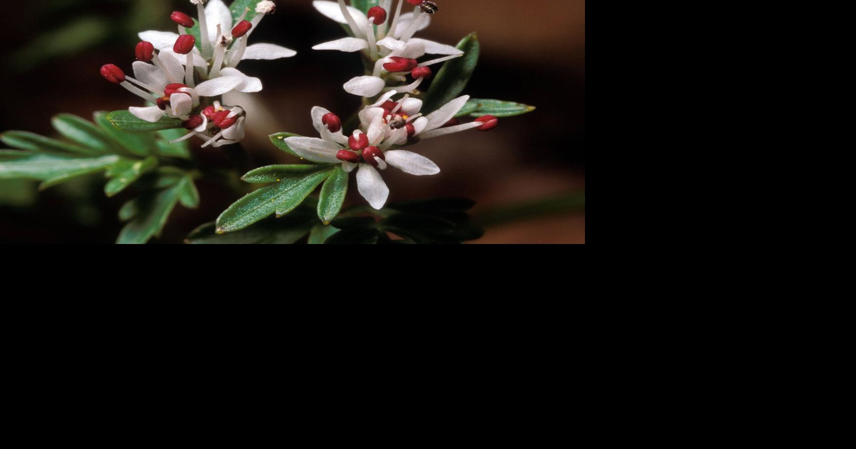 Conservation Corner: Missouri’s Goddess of Dawn | Lifestyles ...