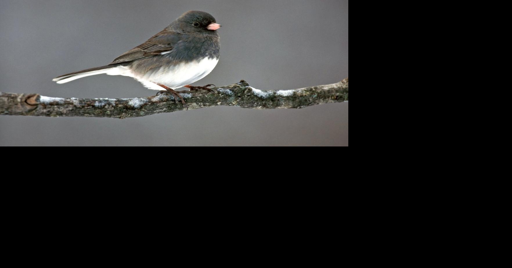 Conservation Corner: Ordinary Bird, Extraordinary Powers | Lifestyles ...