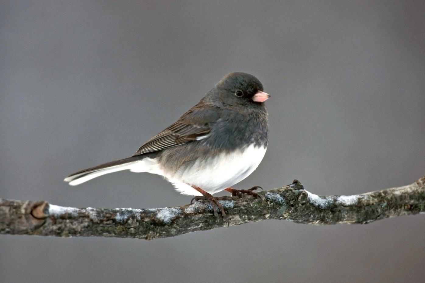 junco bird