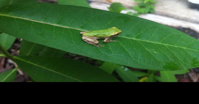 Become a Frog Watch volunteer | Lifestyles | westnewsmagazine.com