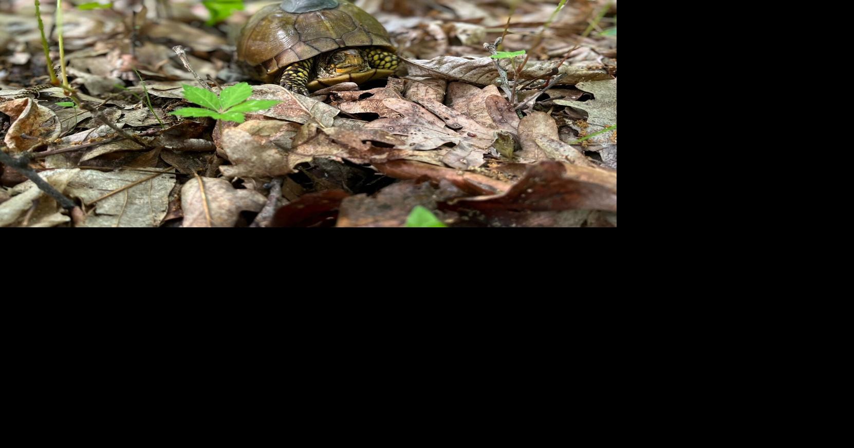 St. Louis scientists collaborate on new study of wildlife in Forest Park Living Lab ...