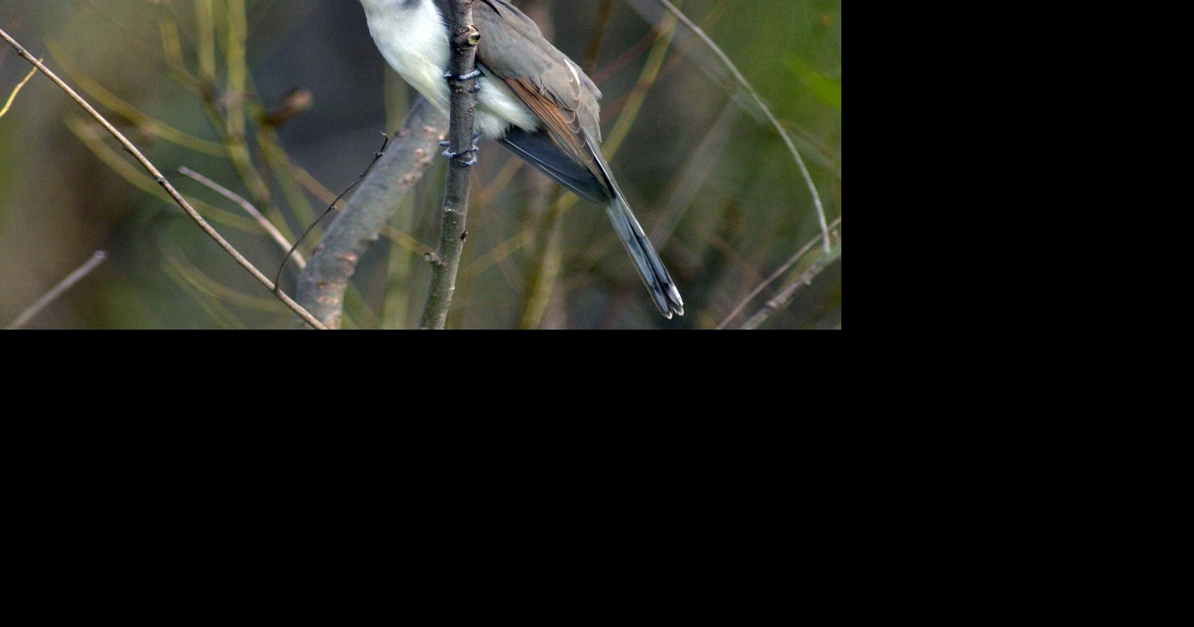 Conservation Corner: You’re Not Crazy, It’s a Cuckoo | Lifestyles ...