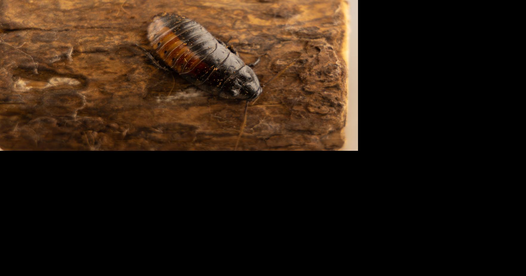 Mutant cockroach has Butterfly House, scientific community all aflutter ...