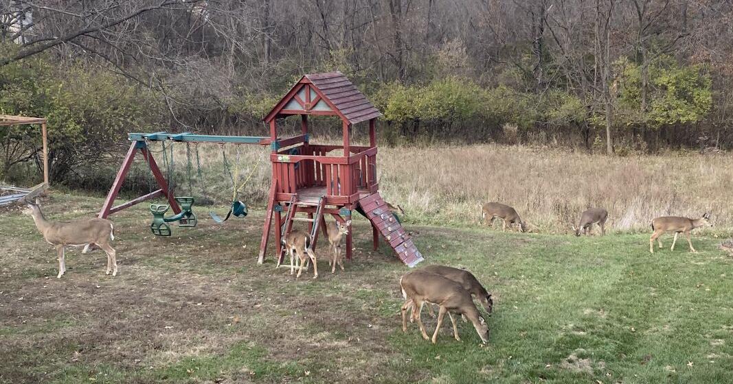 Deer culling program in Wildwood set for final reading Dec. 8 ...