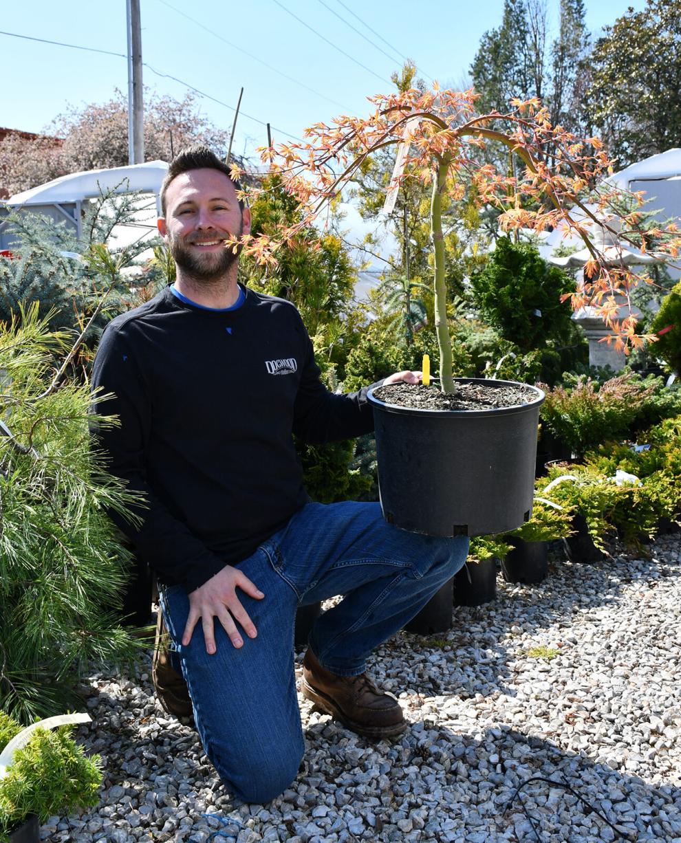 Timberwinds features rare and collectible trees and shrubs for your ...