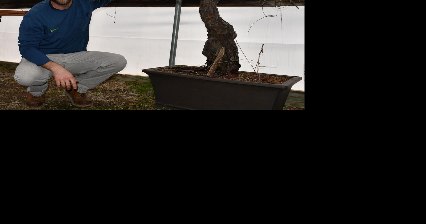 Step into a new experience with bonsai from Timberwinds | Business ...