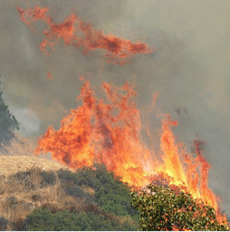 Over 60 Firefighters Extinguish Brush Fire Near 405 Freeway, Prevent ...