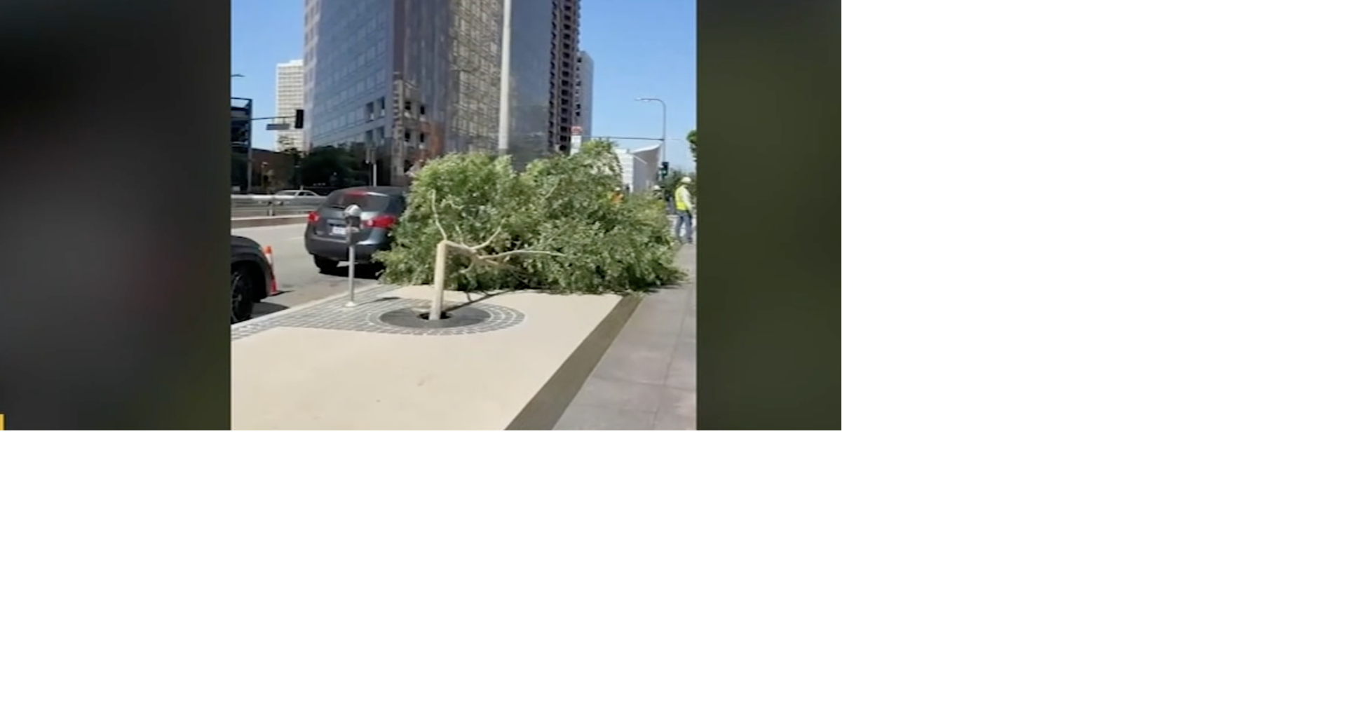 Trees Hacked Down By Vandals in Downtown Los Angeles | News ...