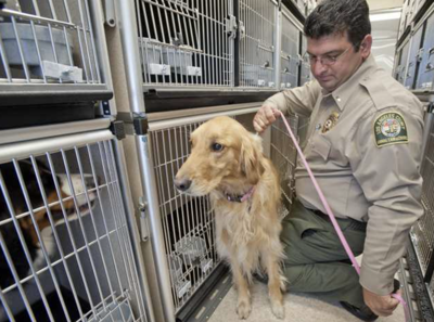 Department of Animal Care and Control Releases Animals for Rescue and ...