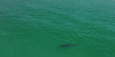 great white sharks santa monica