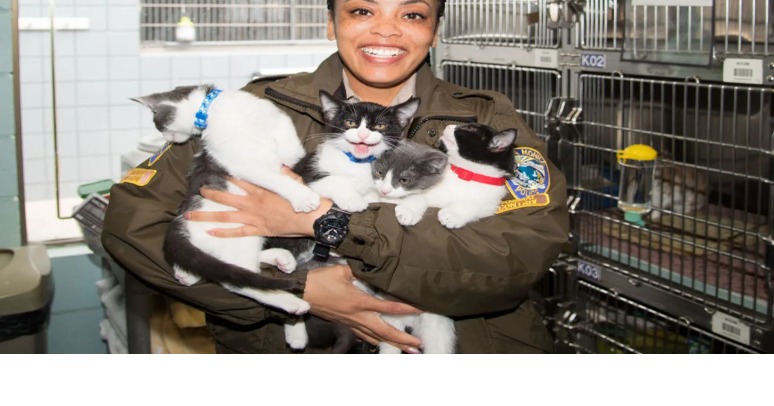 ‘Kitten Season’ Begins at the Santa Monica Animal Shelter | News ...