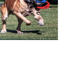 Meet the Hero Dogs of the LAPD K9 Division | News | westsidecurrent.com