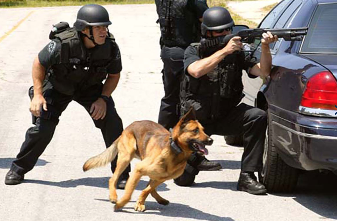 Meet the Hero Dogs of the LAPD K9 Division | News | westsidecurrent.com
