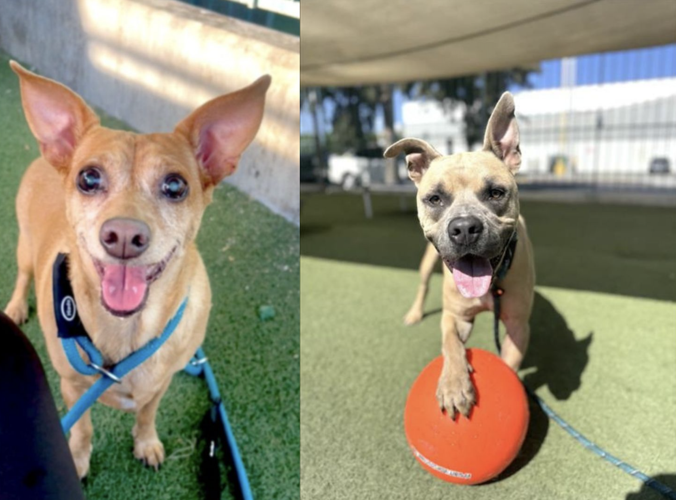 Forever Friday: Ginger and Paco Are Ready for a New Home | Foster And ...