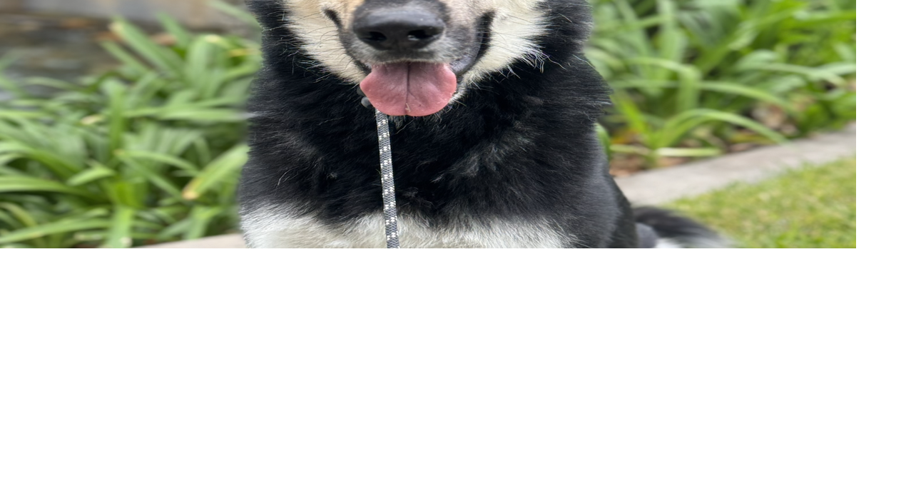 Forever Friday: Blaze Needs a Foster or Adopter ASAP | Foster And ...