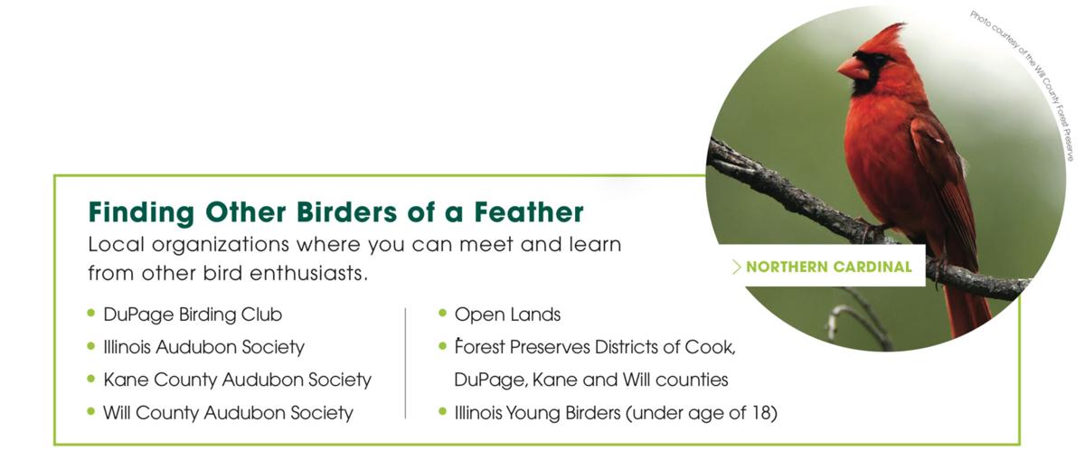 finding a cardinal feather