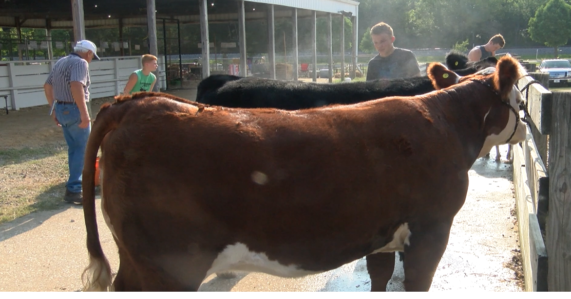 The Vanderburgh County Fair kicks off with animals owners getting there ...