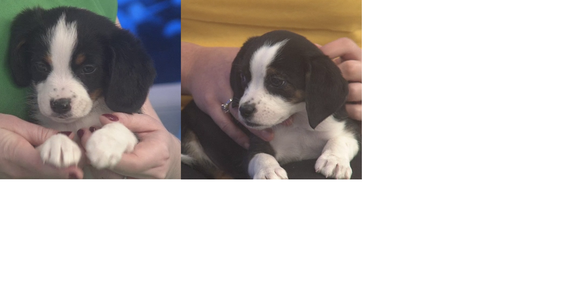 Furry Friend Friday: Meet Blue and Orange the beagle puppies | Indiana ...