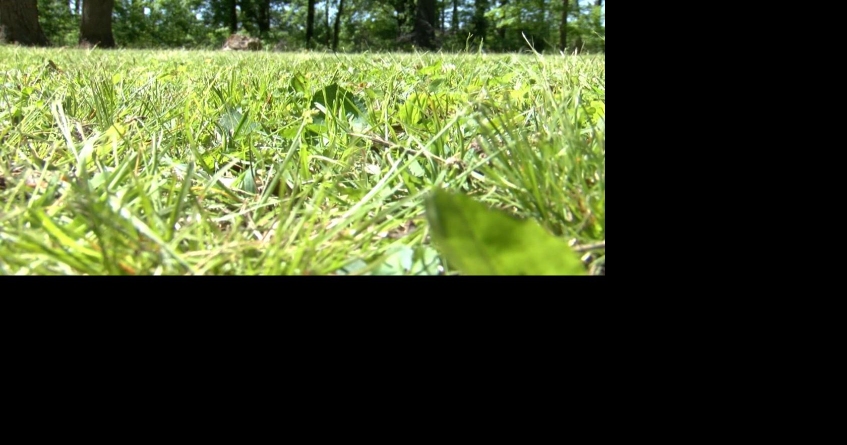 No Mo May campaign aims to save the life of pollinators | | wevv.com
