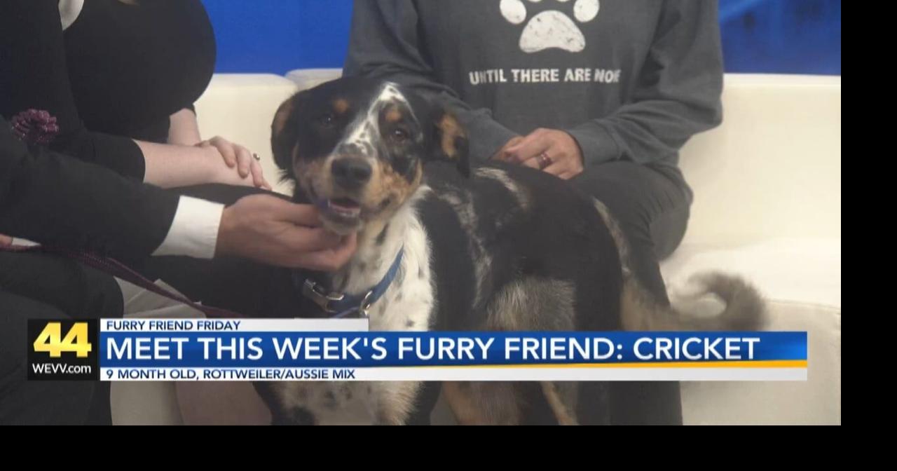 Furry Friend Friday: Meet Cricket | News | wevv.com