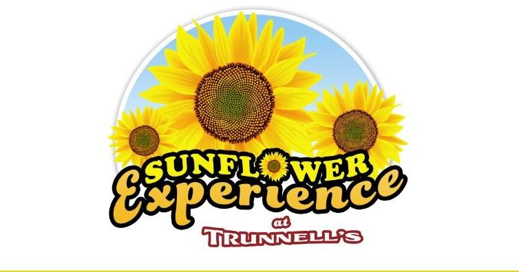 Trunnell's Farm Market kicks off 'Sunflower Experience' | News | wevv.com