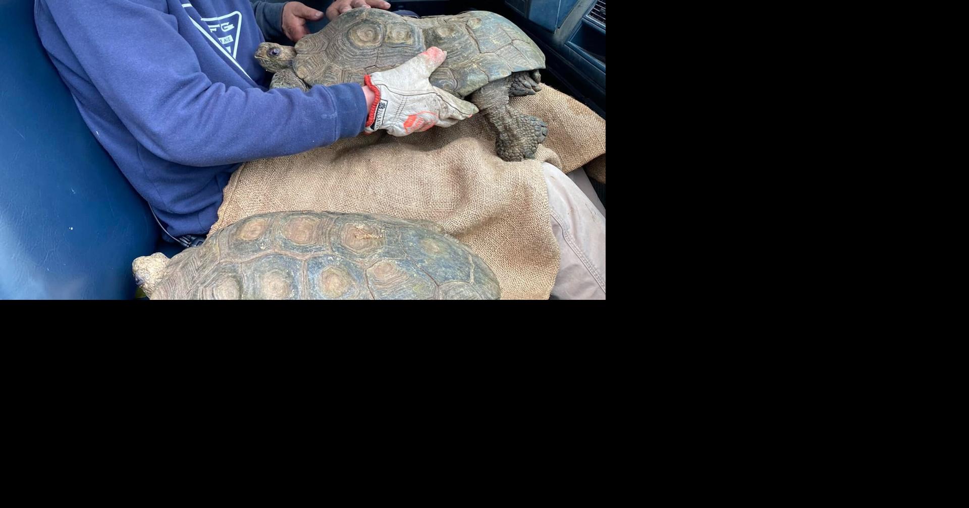 Tortoises and budgies moved indoors at Mesker Park Zoo | Indiana | wevv.com