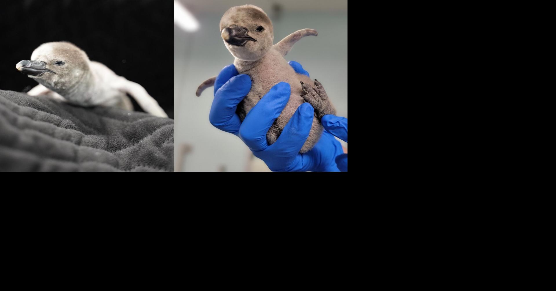 Mesker Park Zoo welcomes new baby penguin | Indiana | wevv.com