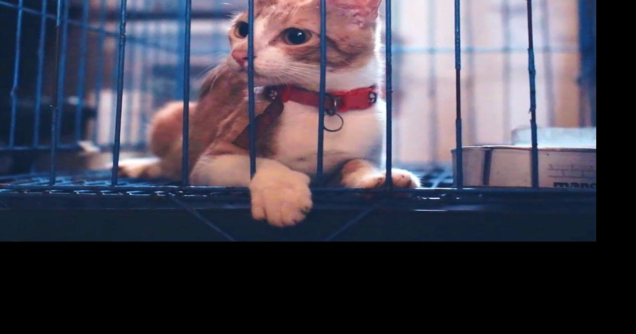 VHS low-cost vaccine clinic aims for community wellness | News | wevv.com