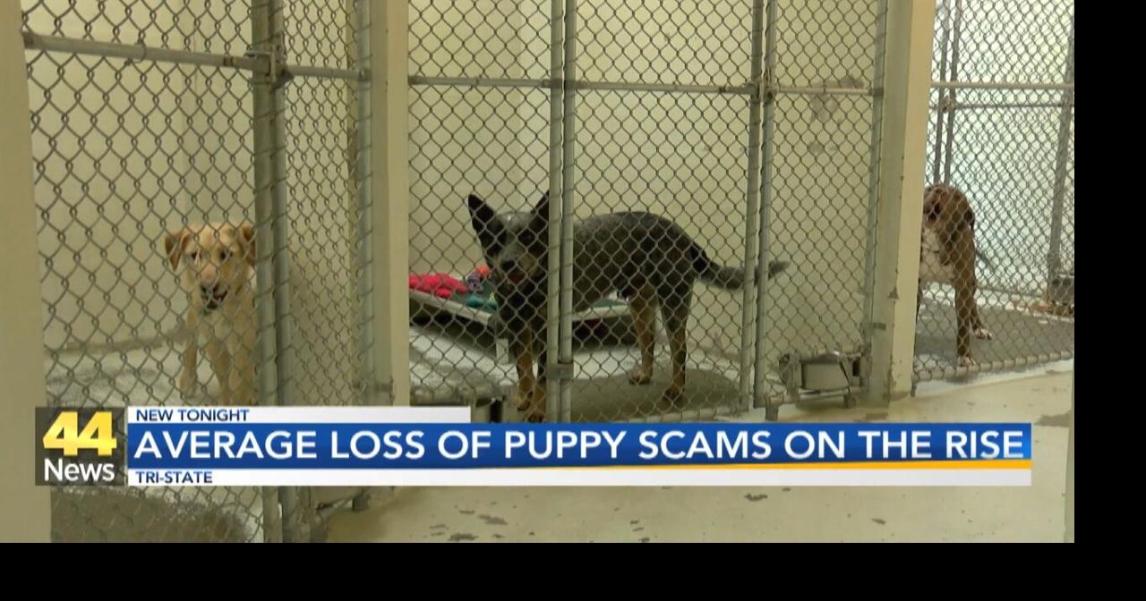 BBB warning consumers about puppy scams ahead of Christmas | News ...