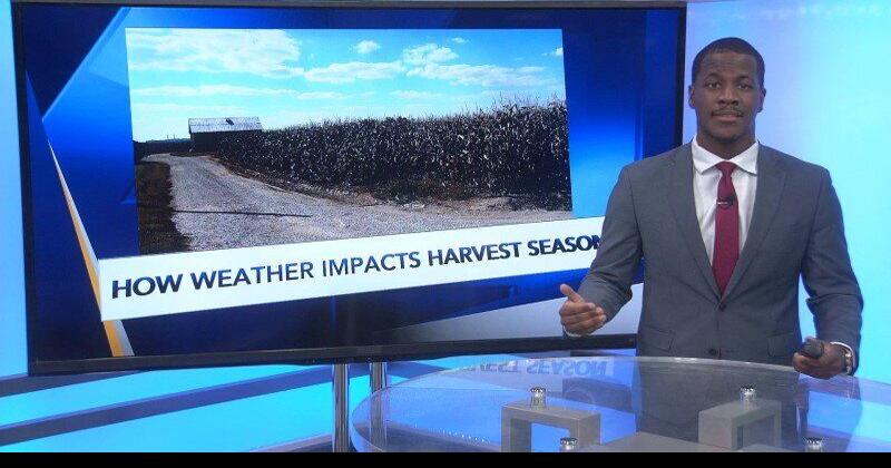 How does Weather Impact the Harvest Season? | Forecast | wevv.com