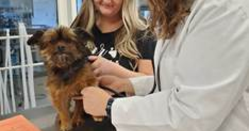 VHS clinic offering 3 new dog vaccinations | Indiana | wevv.com