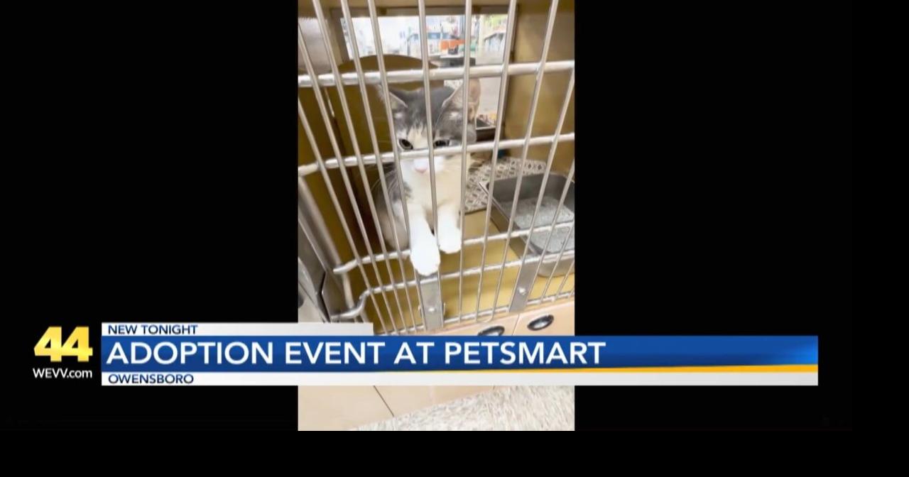 Adoption event held at PetSmart in Evansville | Video | wevv.com
