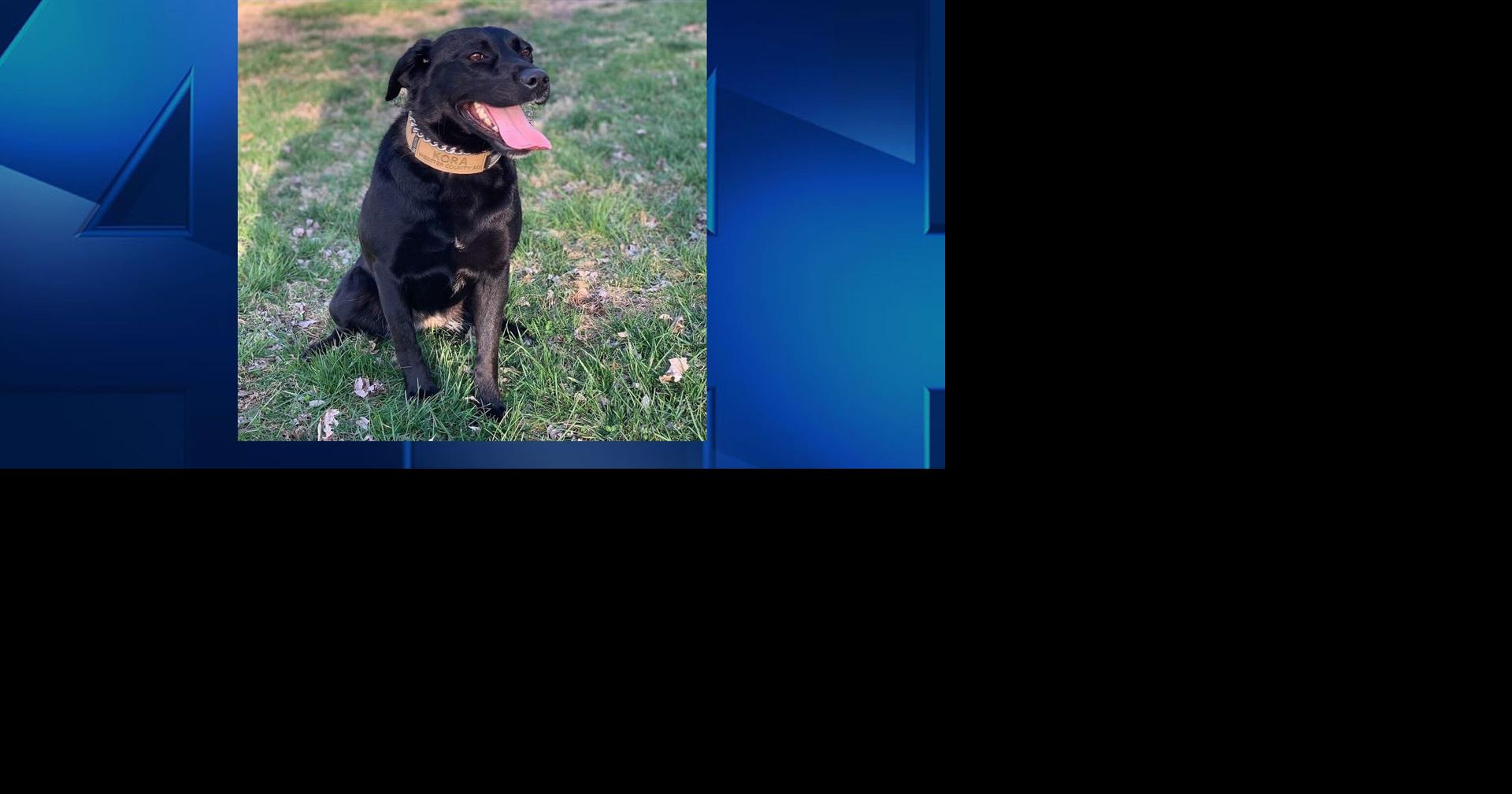 Webster County Sheriff’s Office K9 Kora to get donation of body armor ...