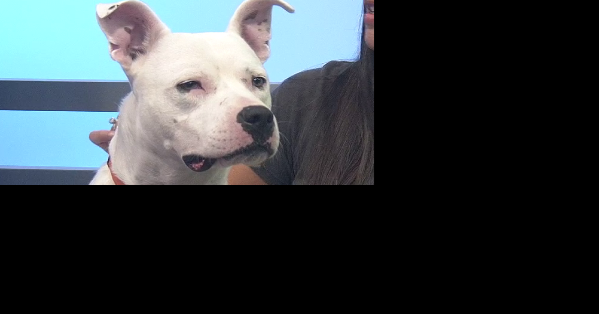 Furry Friend Friday: Meet Axel | Indiana | wevv.com