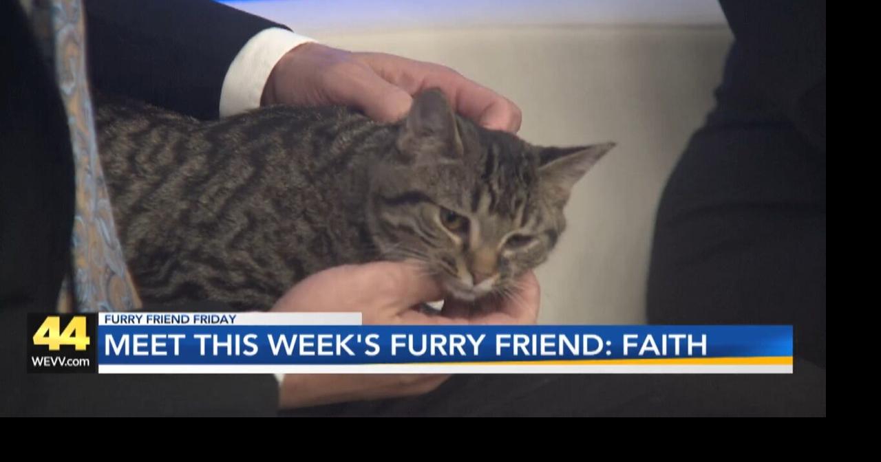 Furry Friend Friday: Meet this week's furry friend, Faith | Indiana ...