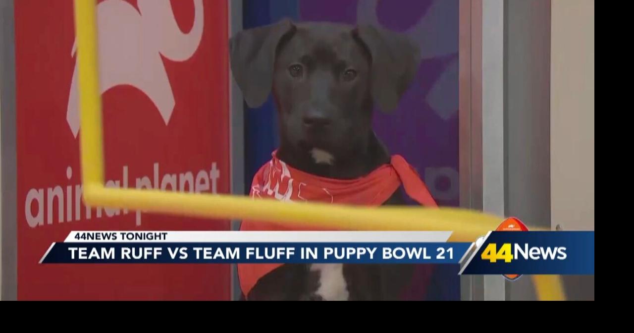 Team Ruff vs. Team Fluff face off in Puppy Bowl 21 | Video | wevv.com