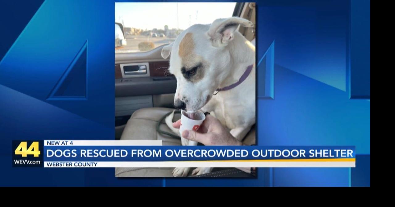 Several dogs relocated from Webster County shelter | Video | wevv.com