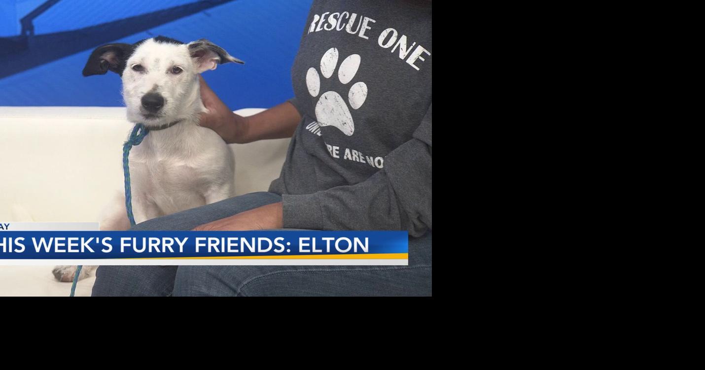 Furry Friend Friday: Meet this week's furry friend, Elton | Indiana ...