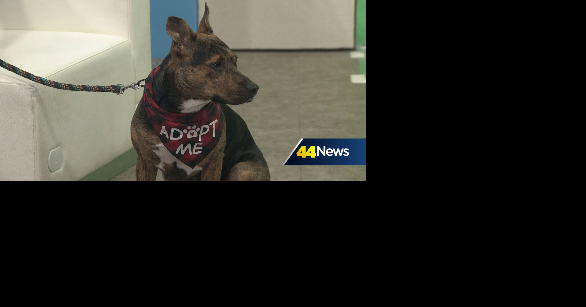 Furry Friend Friday: Meet Michelle | Indiana | wevv.com