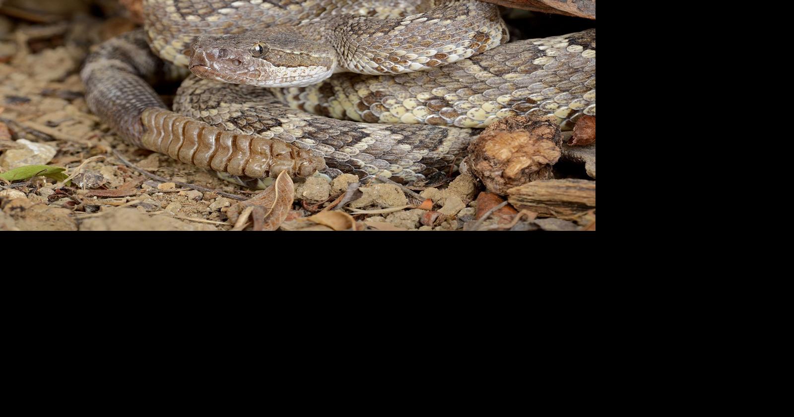 New study reveals what can calm snakes in times of stress — and it’s ...