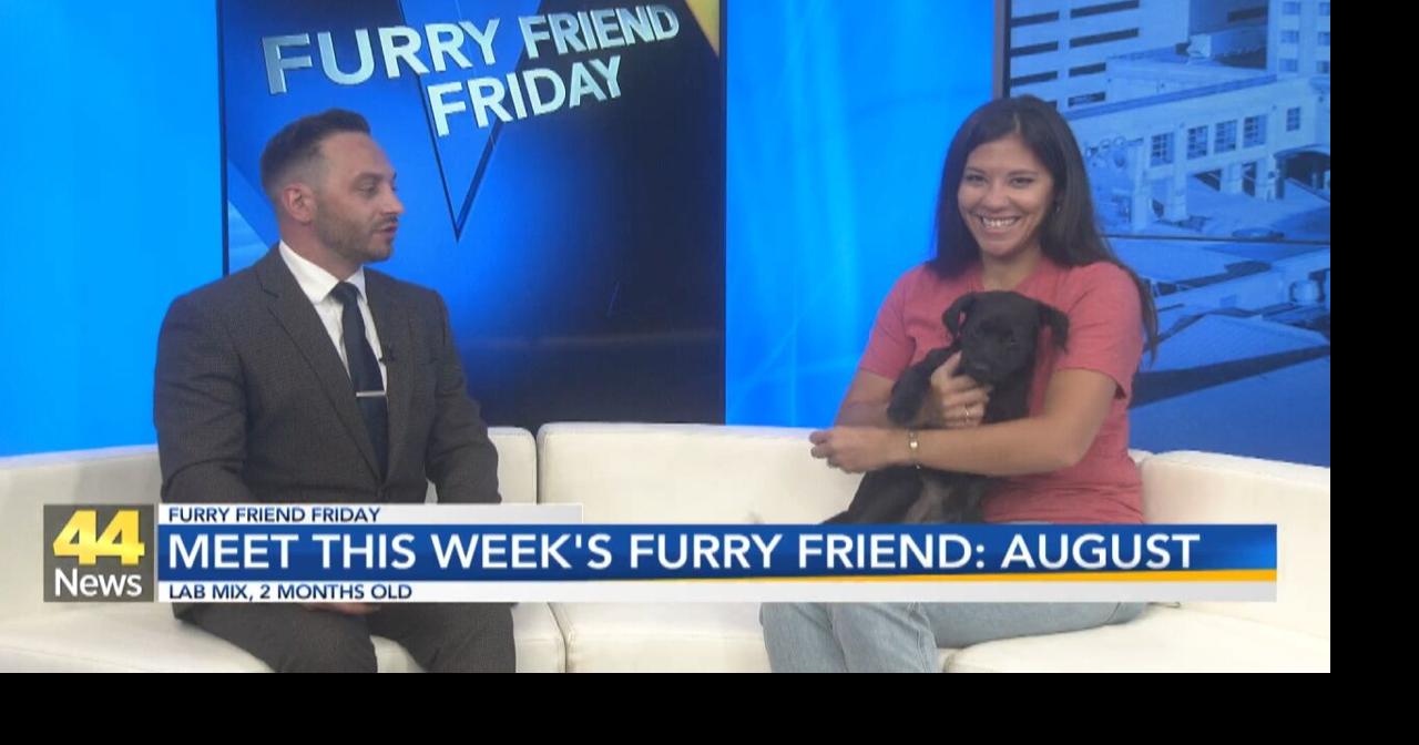 Furry Friend Friday: Meet August, the lab mix | Indiana | wevv.com