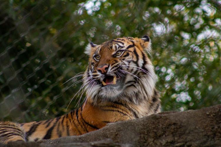 Mesker Park Zoo Mourns Sudden Loss of 3-Year-Old Sumatran Tiger Luna ...