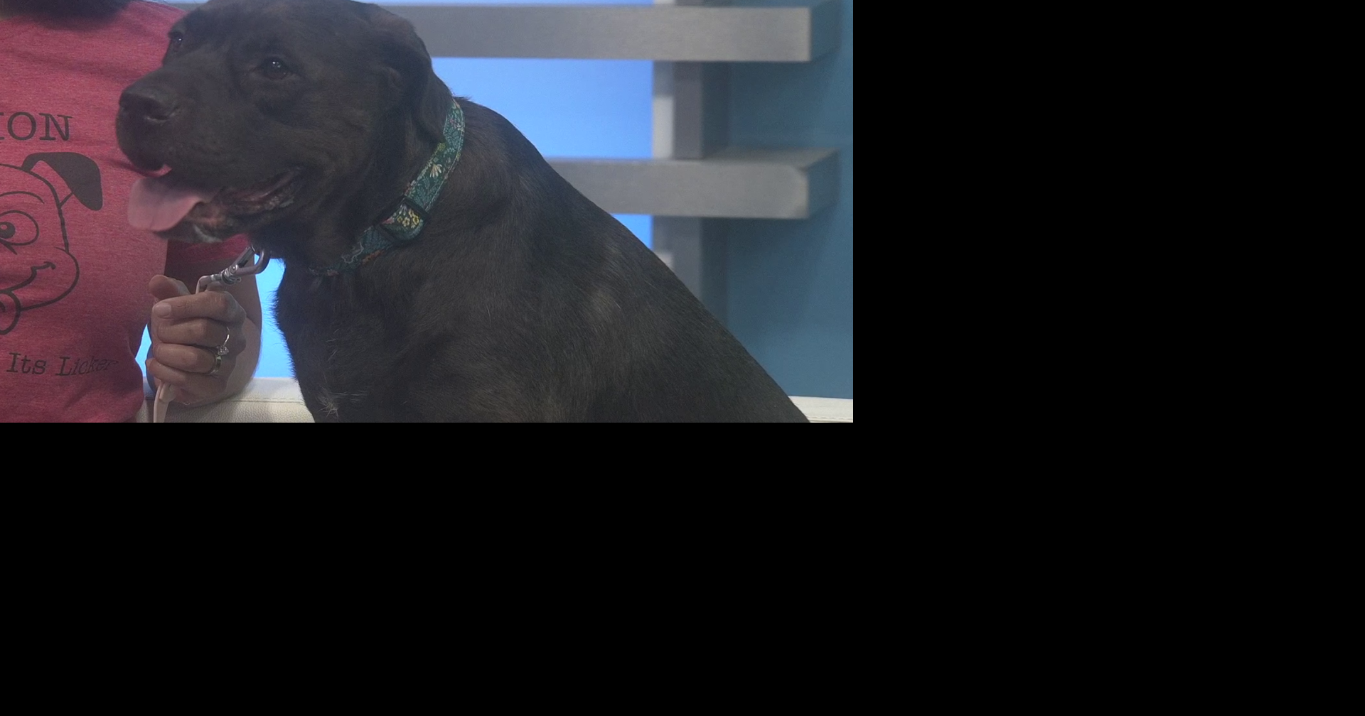 Furry Friend Friday: Meet Kyota | Indiana | wevv.com