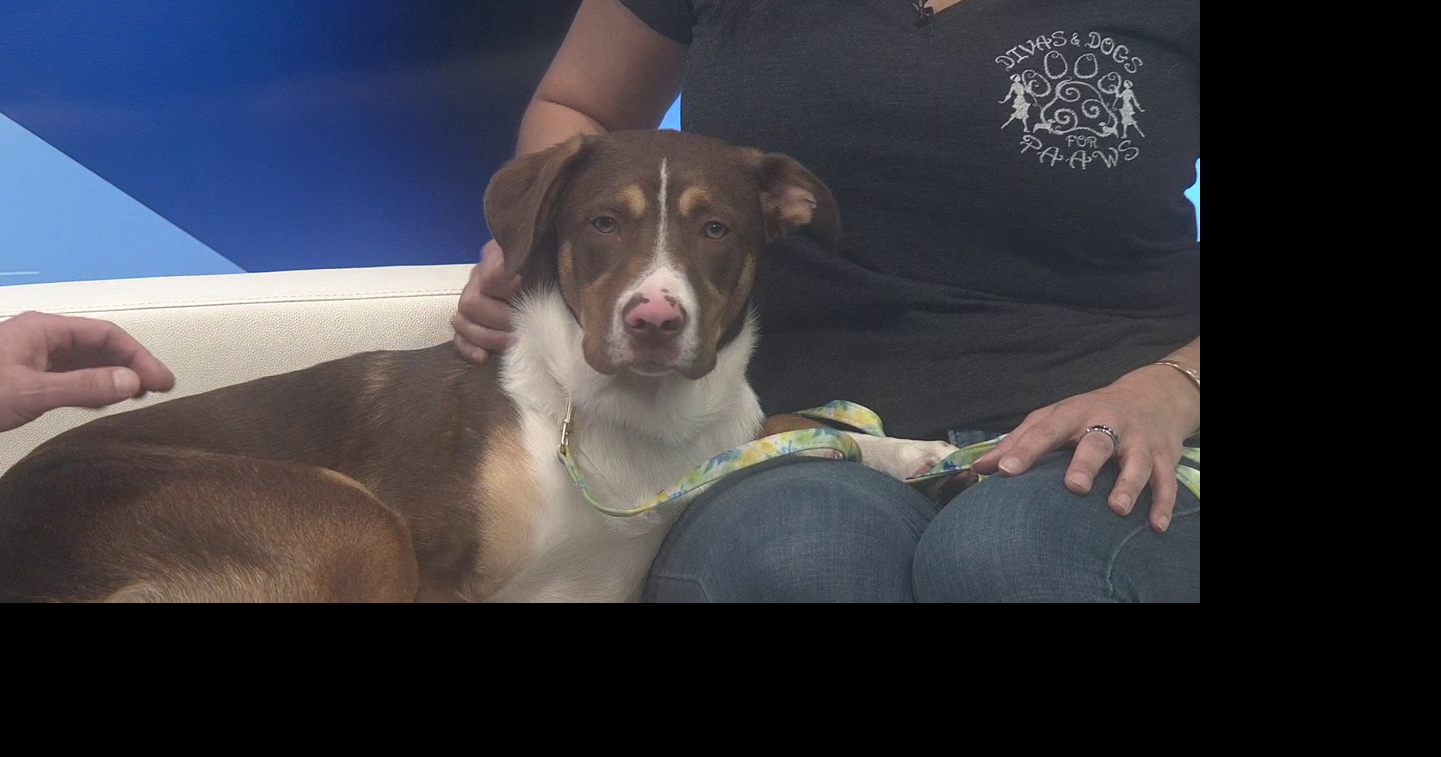 Furry Friends Friday: Louisa | Indiana | wevv.com