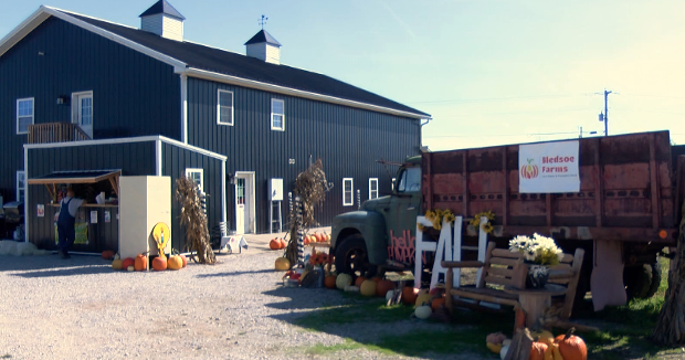Fall fun awaits at Bledsoe Farm: Check out their new corn maze and more! | News | wevv.com