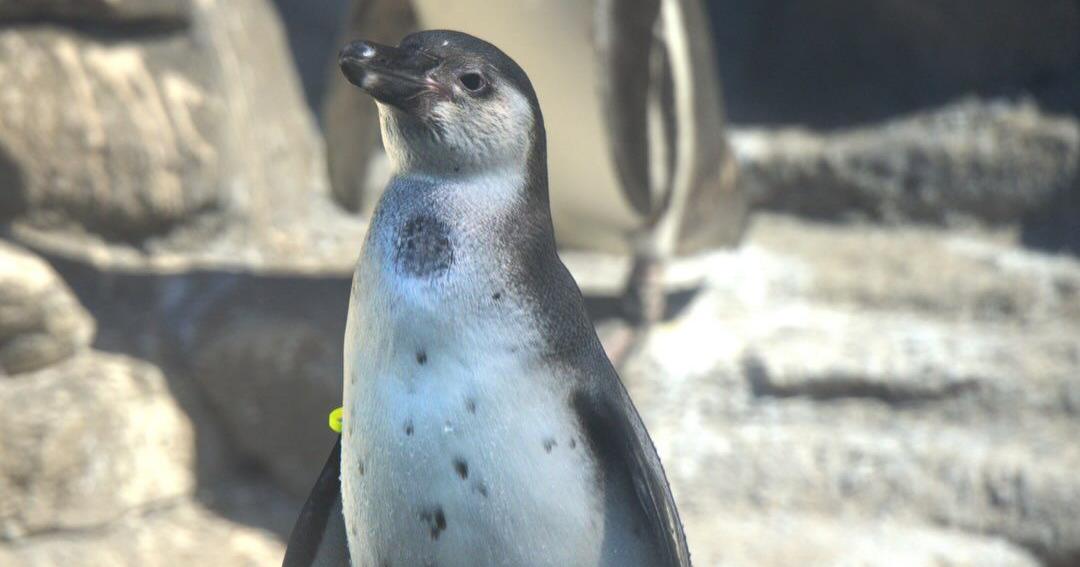 Baby penguin debuts at Mesker Park Zoo's Penguin Habitat | News | wevv.com