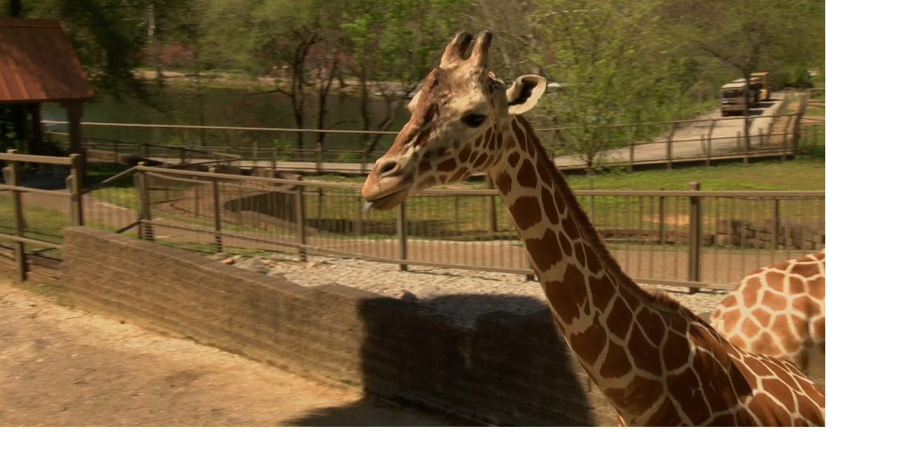 Mesker Park Zoo celebrates with 'Party for the Planet' | News | wevv.com