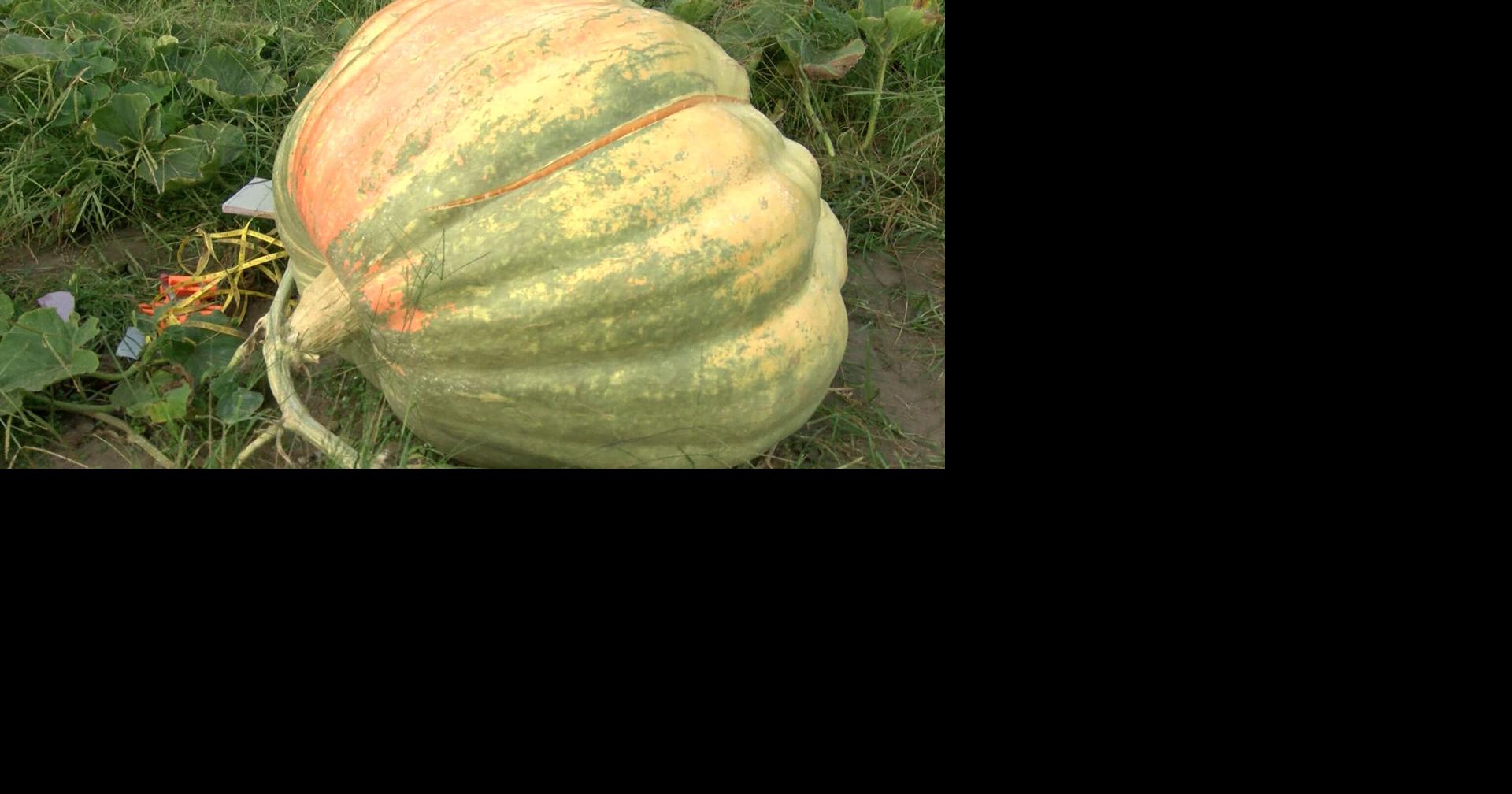 Gibson County family grows pumpkin heavier than 700 pounds | News ...