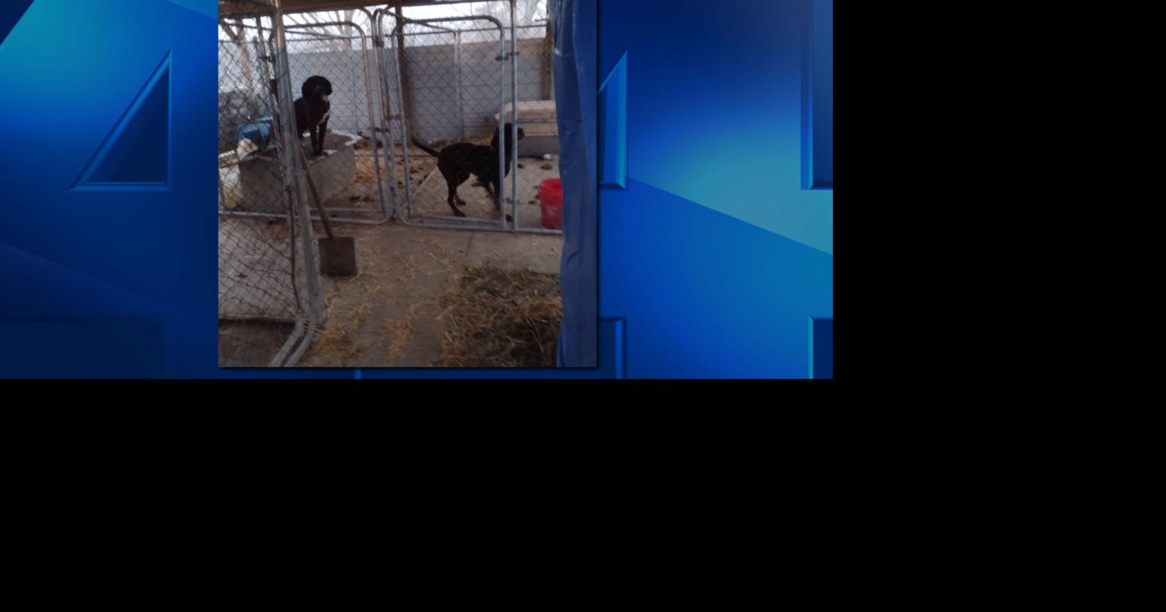 It Takes A Village helps a Webster County animal shelter with dogs ...