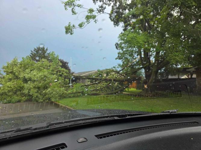 High July 4 winds knock down trees in Mt. Vernon neighborhood | News ...